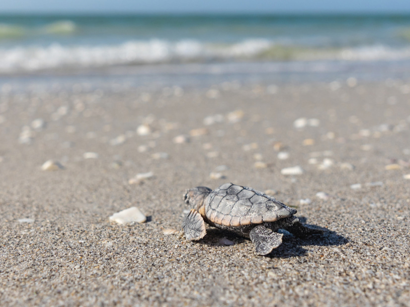 Time of year for baby gopher tortoises - SANIBEL-CAPTIVA - Island ...
